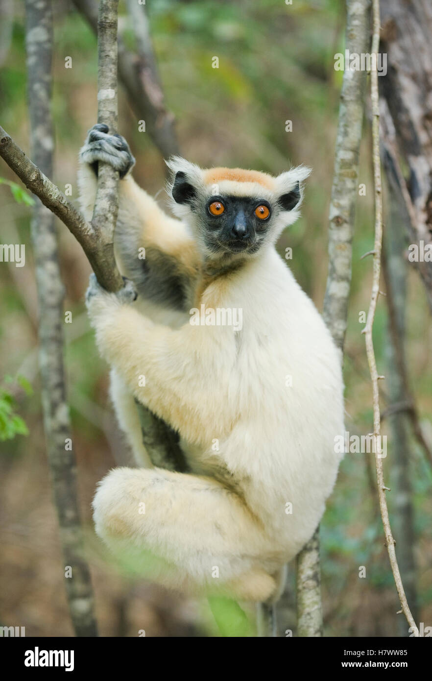 Golden-crowned Sifaka (Propithecus tattersalli), Daraina, northern ...