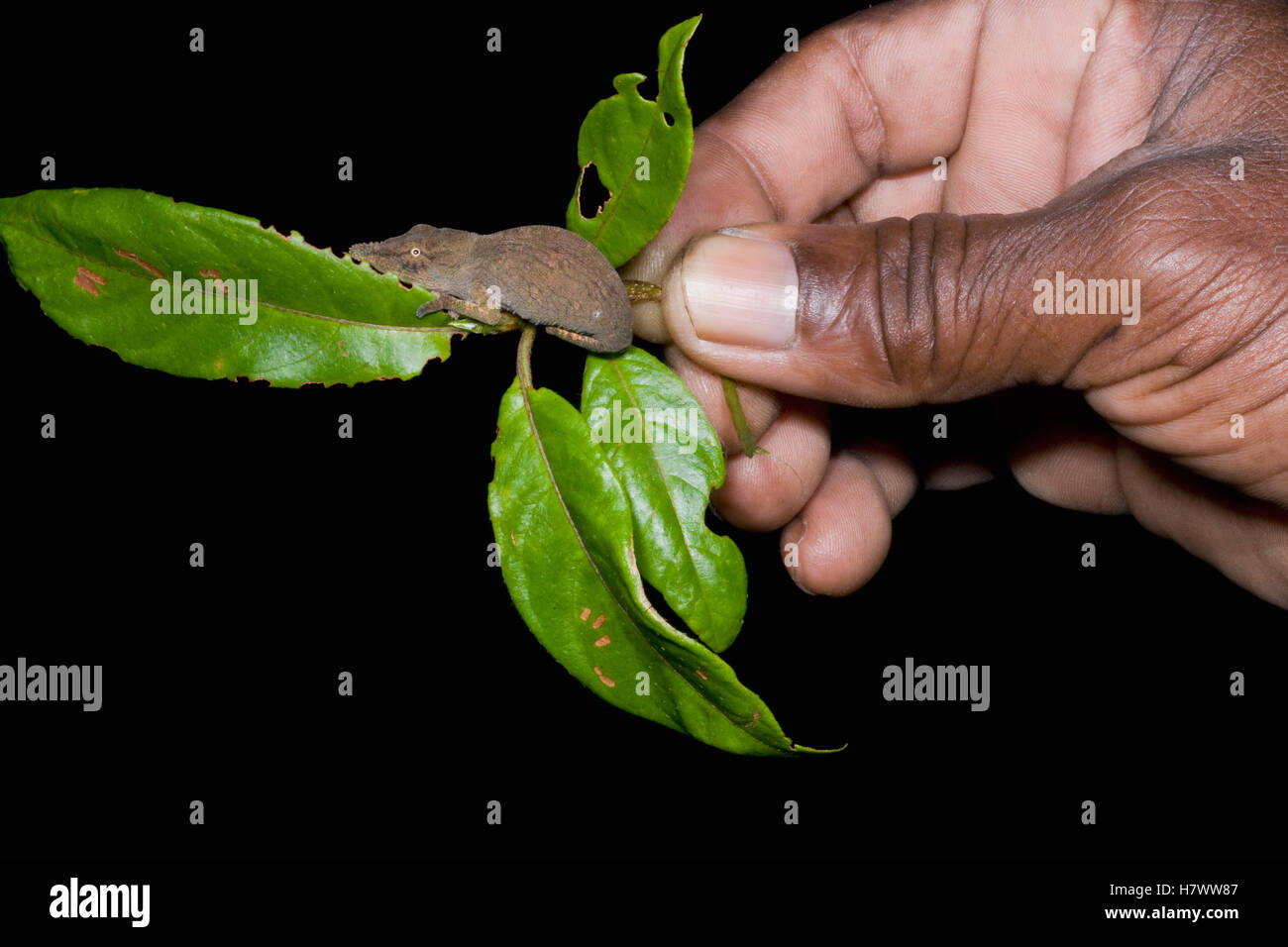 Nose-horned Chameleon (Calumma nasuta) held by person at night ...