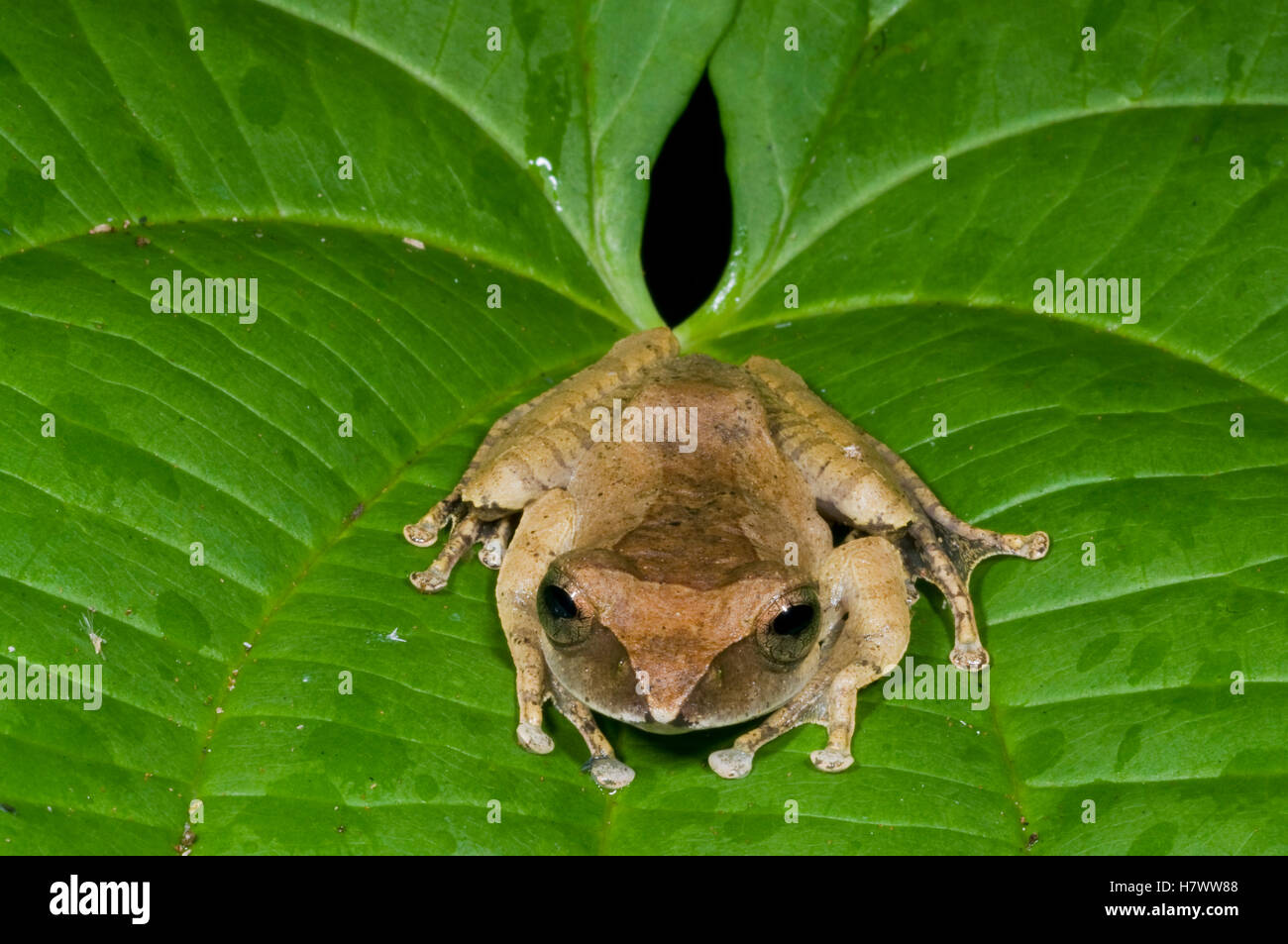 Mantellid Frog (Mantidactylus luteus), Marojejy National Park ...