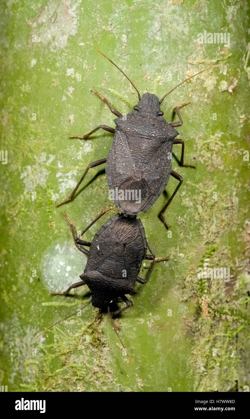 Shield Bug (Acanthosomatidae) pair mating, Marojejy National Park ...