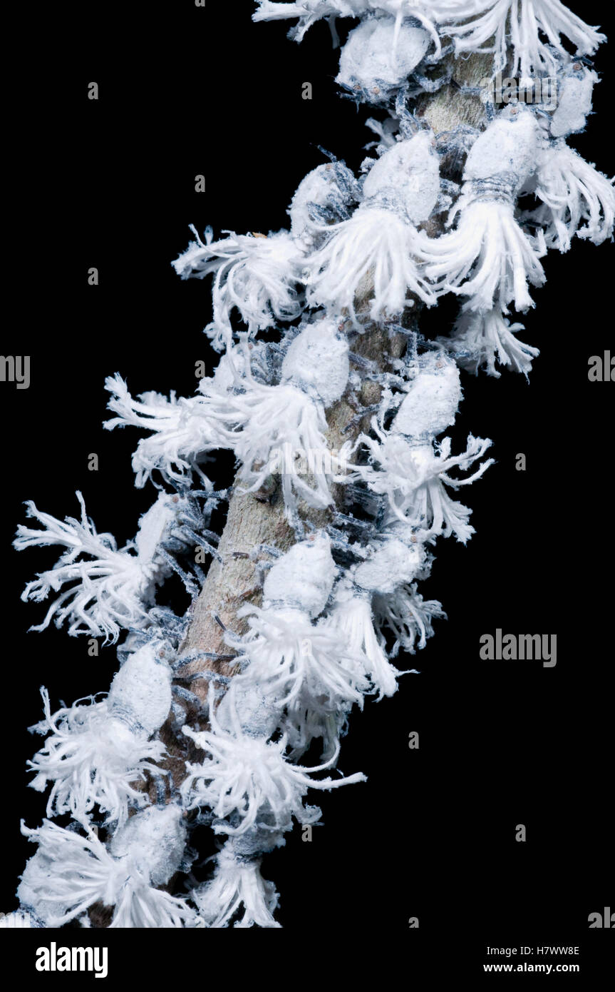 Flatid Leaf Bug (Phromnia rosea) nymphs mimicking lichen, Daraina ...