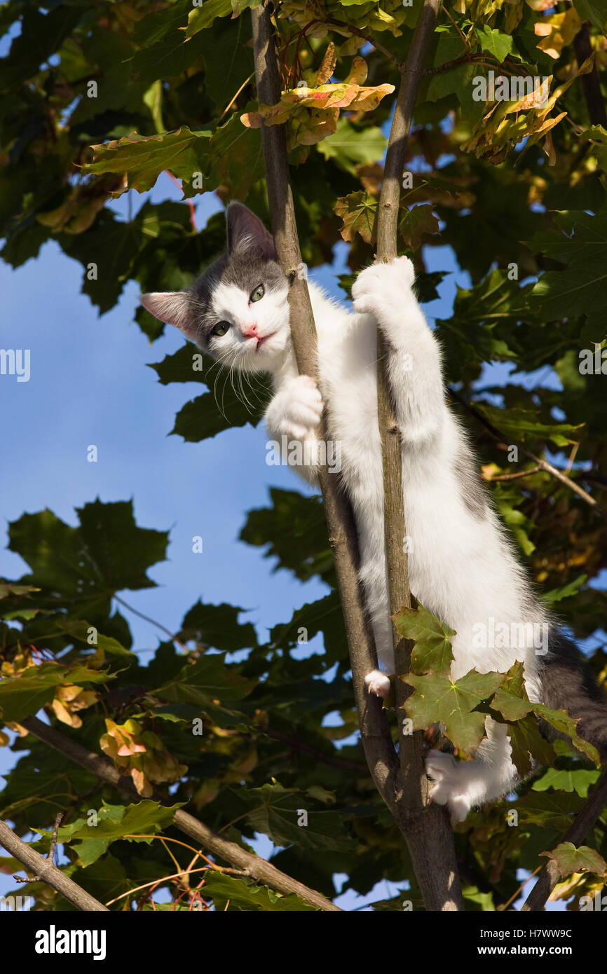 Domestic Cat (Felis catus) kitten climbing in tree, Germany Stock Photo ...