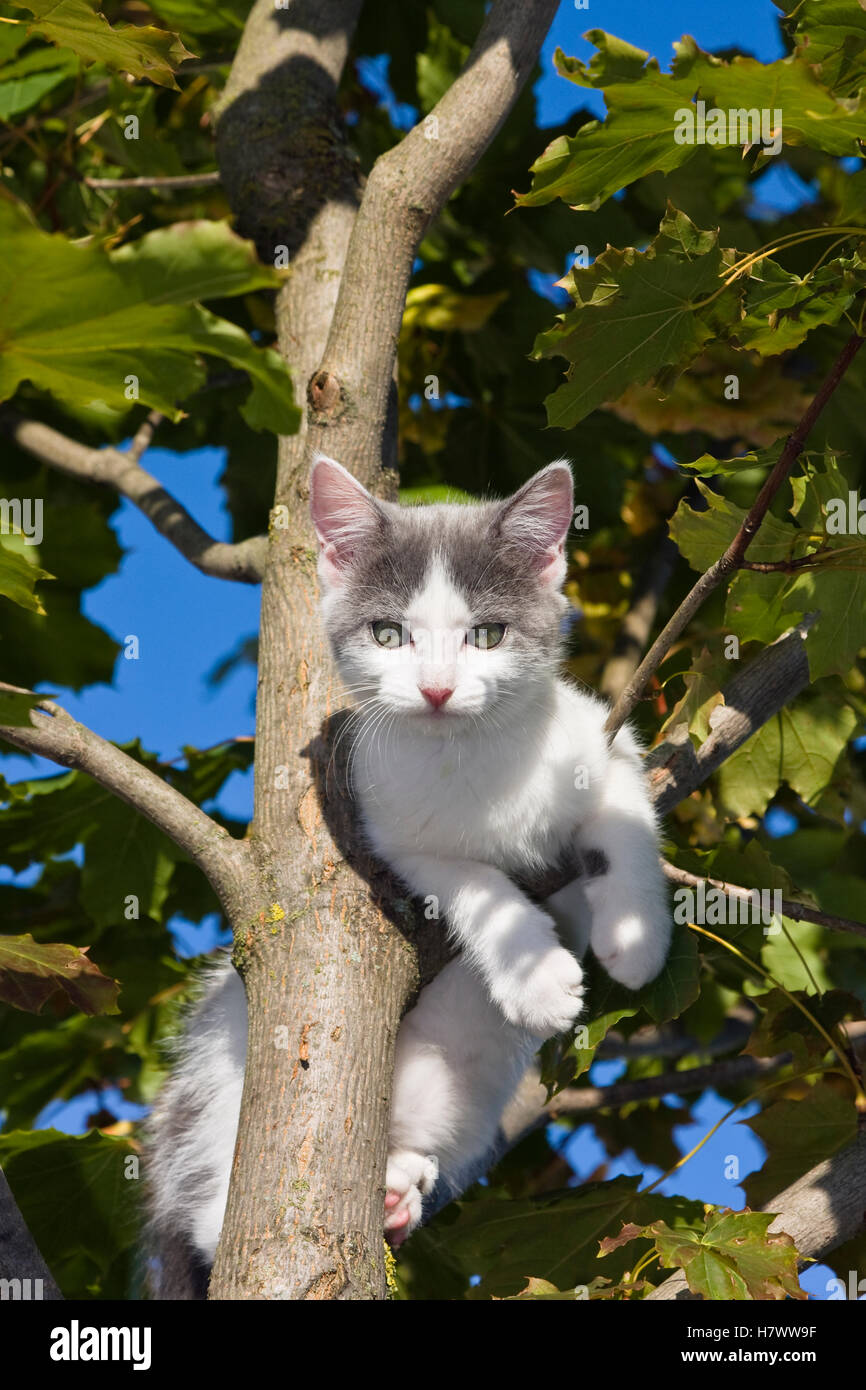 Domestic Cat (Felis catus) kitten climbing in tree, Germany Stock Photo ...