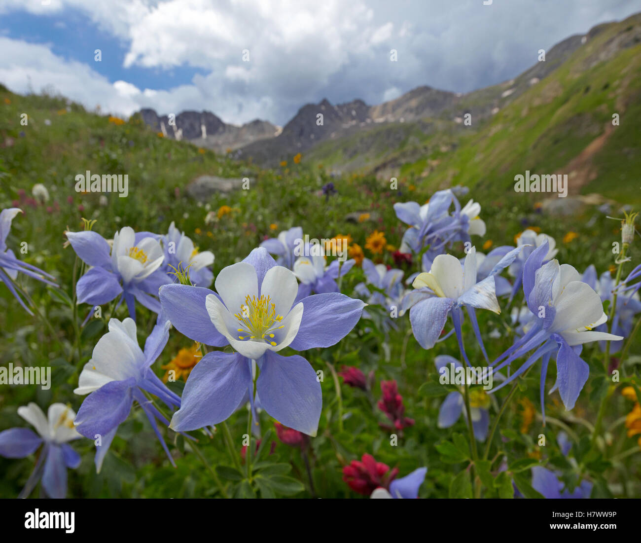 Colorado Blue Columbine (Aquilegia caerulea) flowers in American Basin ...