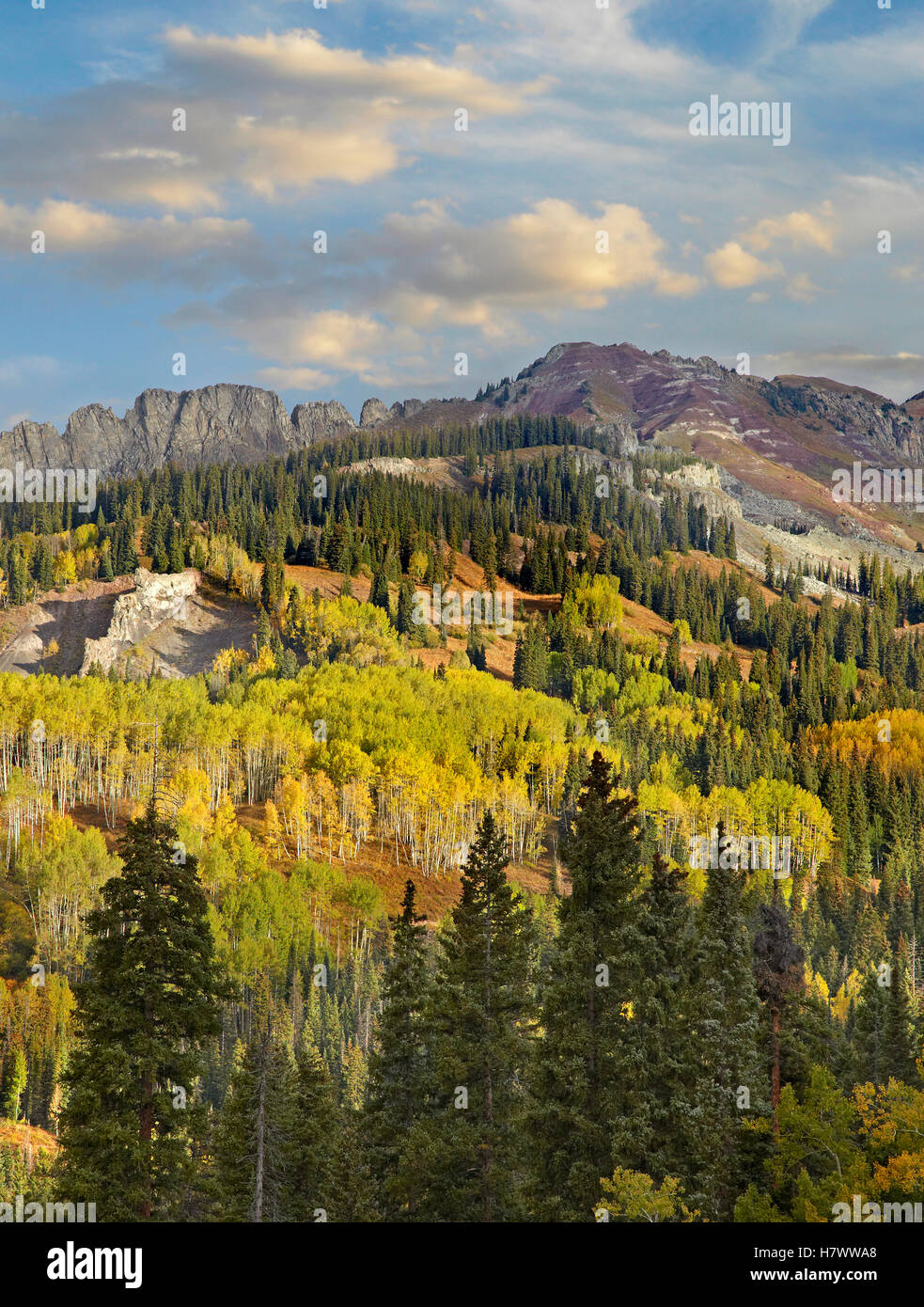 Quaking Aspen (Populus tremuloides) forest covering Ruby Range, Raggeds ...