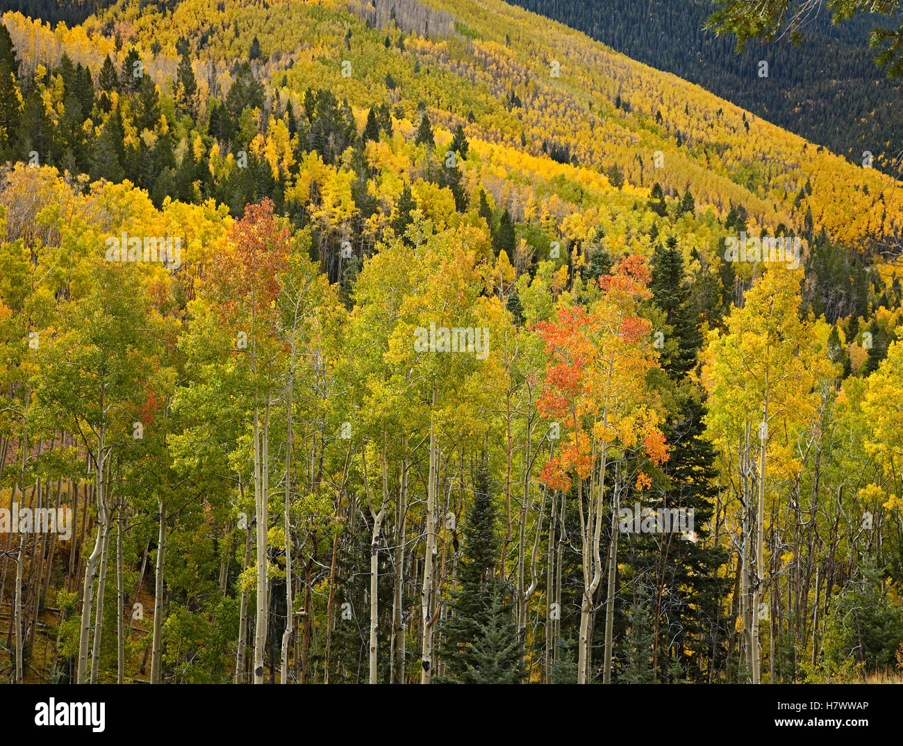 Quaking Aspen (Populus tremuloides) trees in autumn, Santa Fe National ...