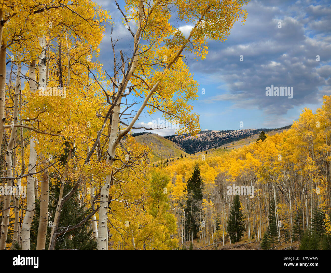 Quaking Aspen (Populus tremuloides) trees in autumn, Santa Fe National ...