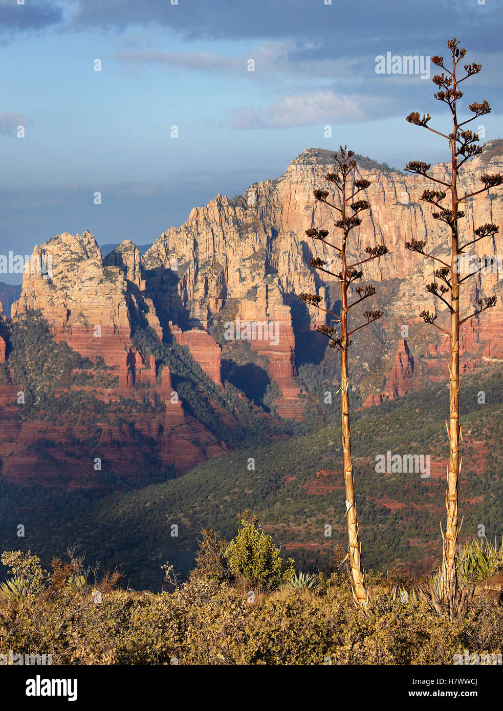 Agave (Agave sp) pair and mountain range, Arizona Stock Photo - Alamy