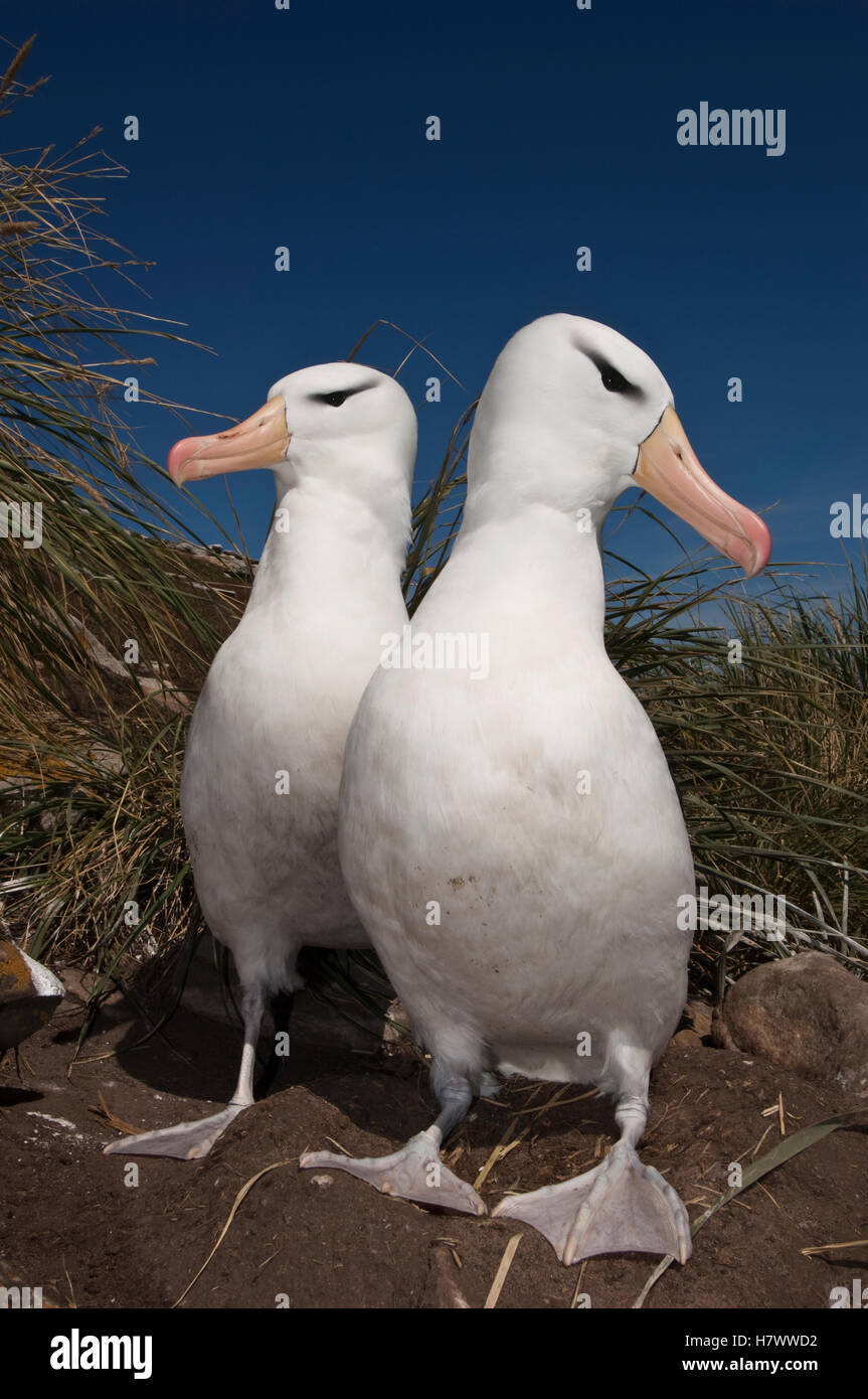 Black-browed Albatross (Thalassarche melanophrys) pair, Keppel Island ...