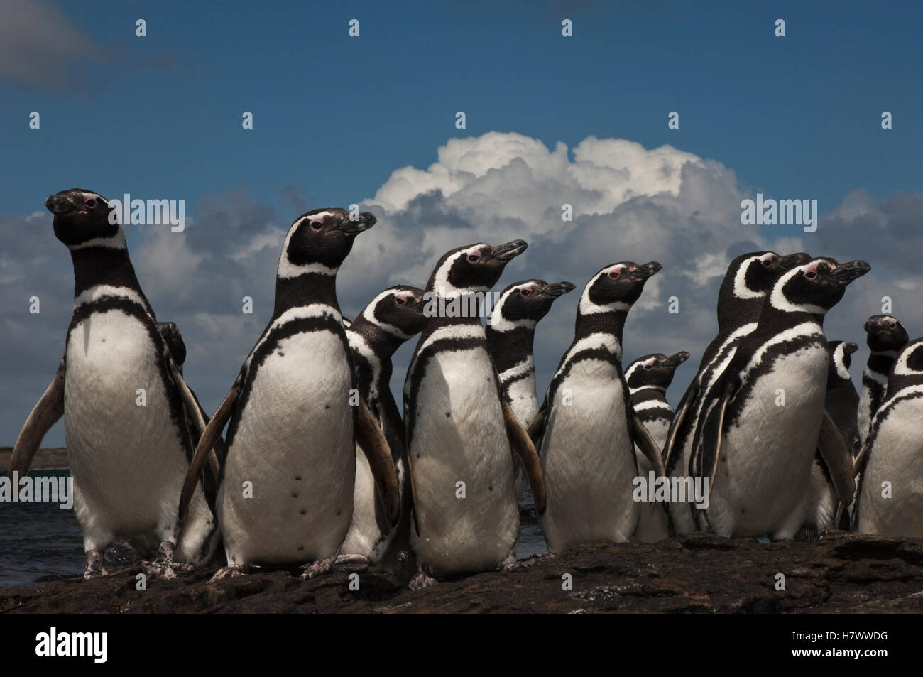 Magellanic Penguin (Spheniscus magellanicus) group, Keppel Island ...