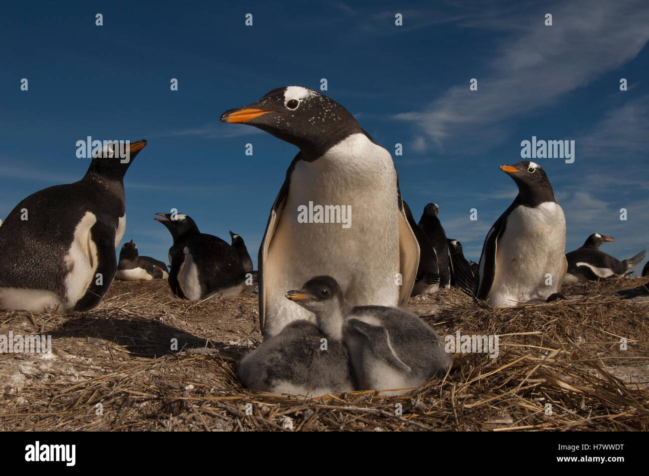 Gentoo Penguin Pygoscelis Papua And Chicks In Colony Keppel Island Falkland Islands Stock