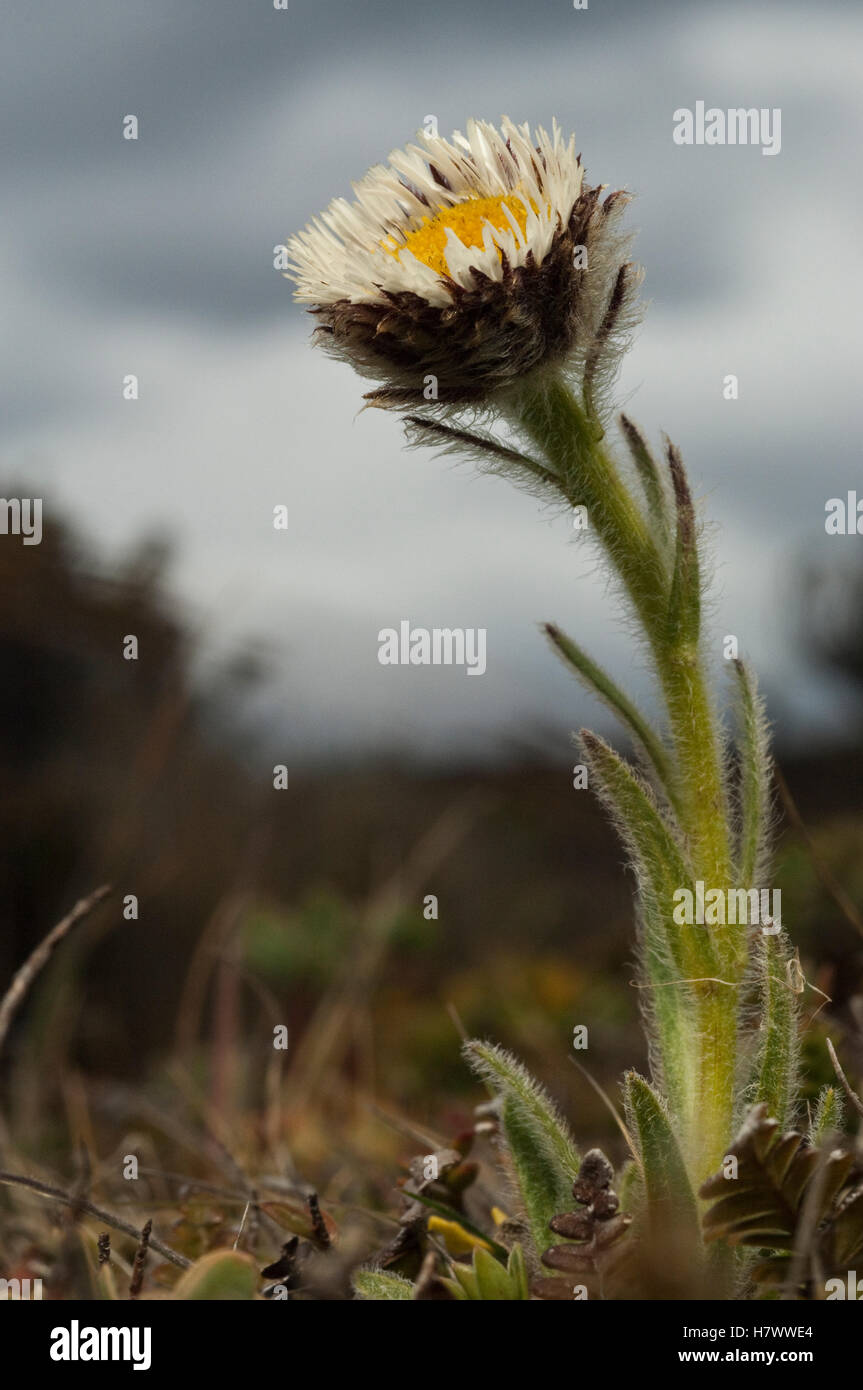 Hairy Daisy (Erigeron incertus) flower, Keppel Island, Falkland Islands ...
