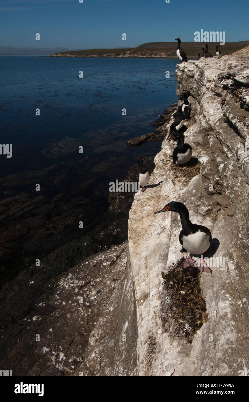 Rock Shag (Phalacrocorax magellanicus) group on cliff, Keppel Island ...