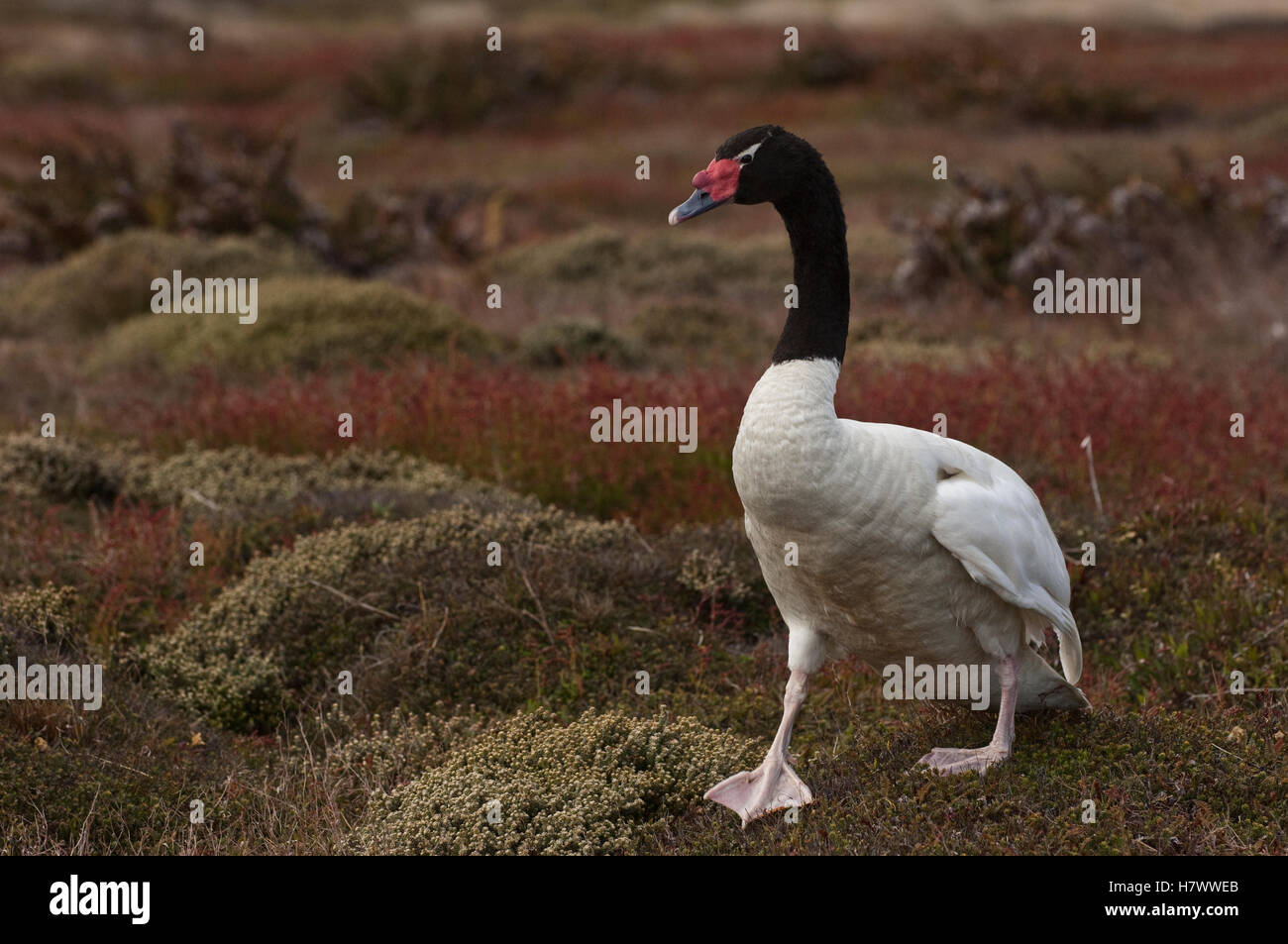 Keppel islands hi-res stock photography and images - Alamy