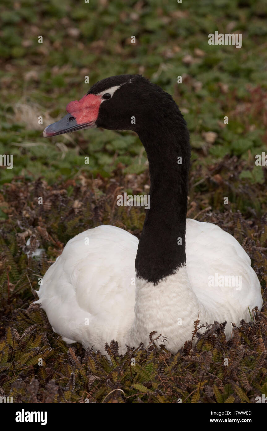 Black-necked Swan (Cygnus melancoryphus), Keppel Island, Falkland Islands Stock Photo - Alamy