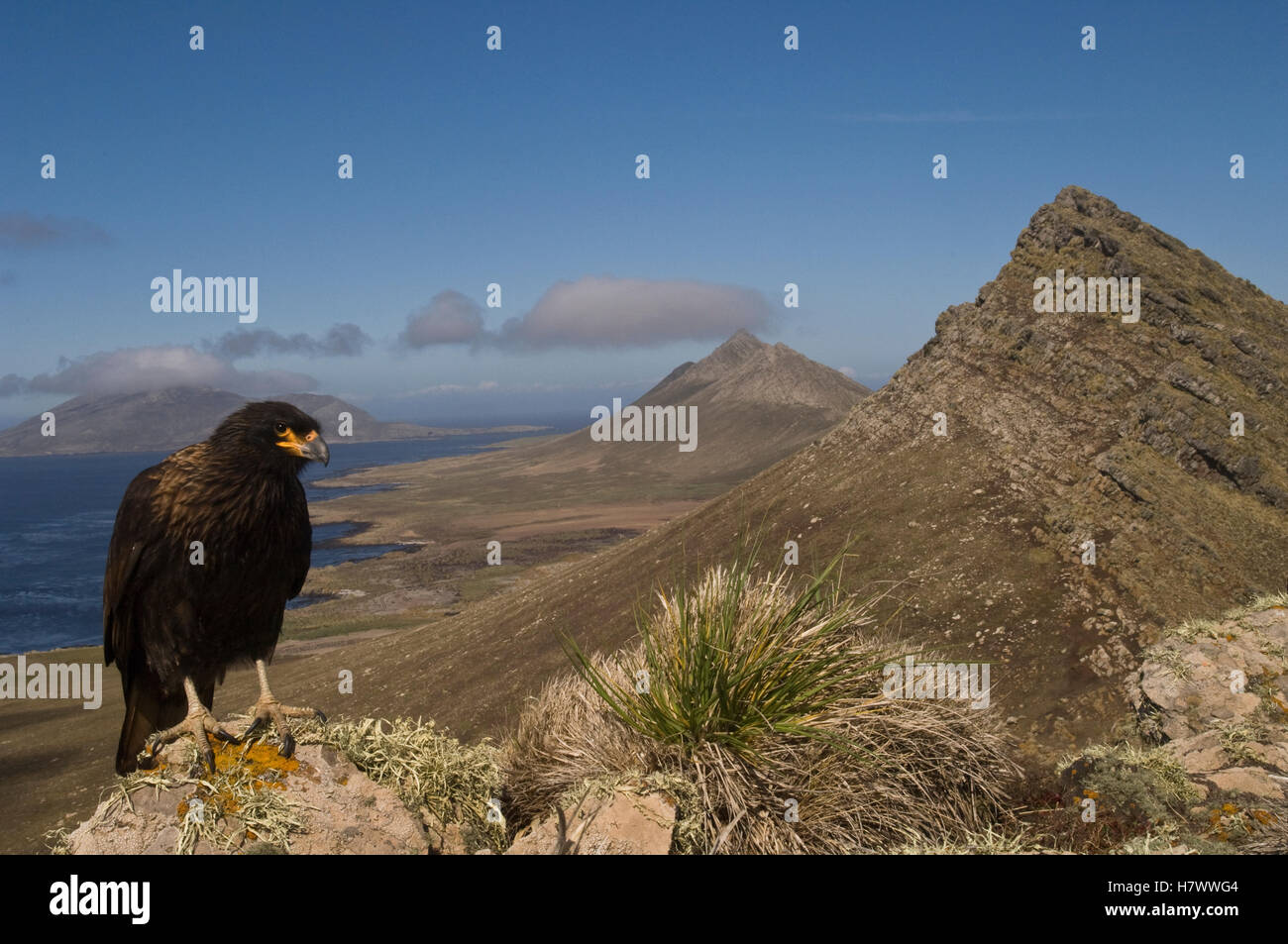 Striated Caracara (Phalcoboenus australis), Steeple Jason Island ...