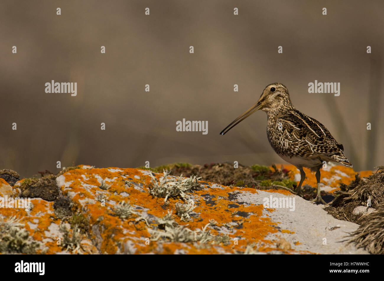 Magellanic Snipe (Gallinago magellanica), Steeple Jason Island ...