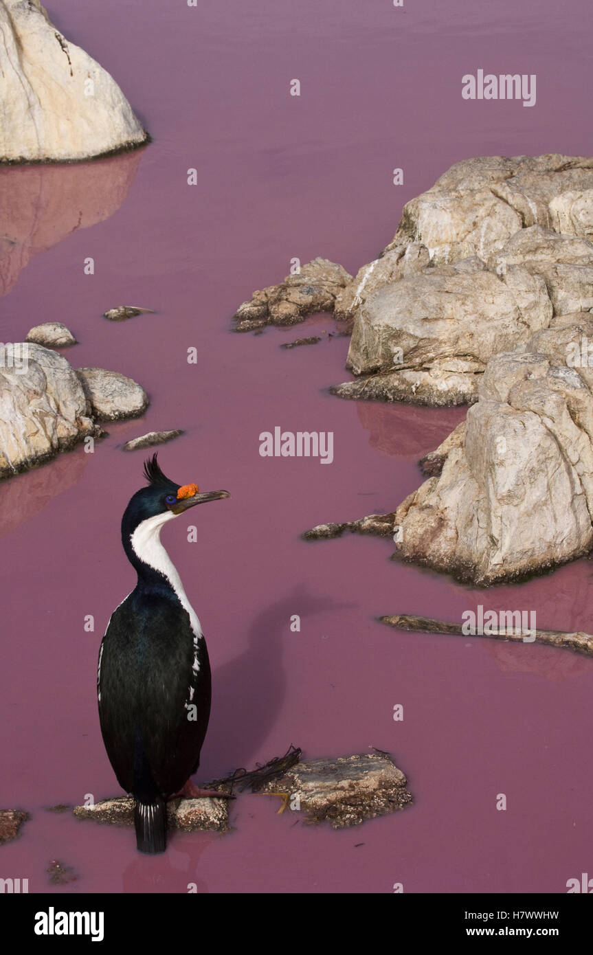 White-bellied Shag (Phalacrocorax atriceps albiventer), Steeple Jason ...
