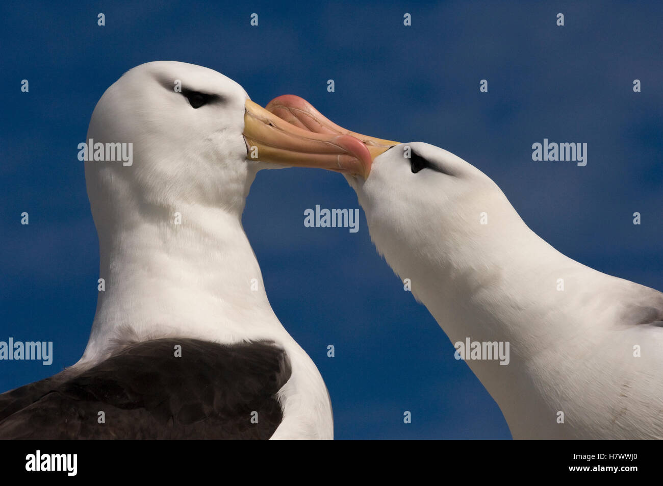 Black-browed Albatross (Thalassarche melanophrys) pair courting ...