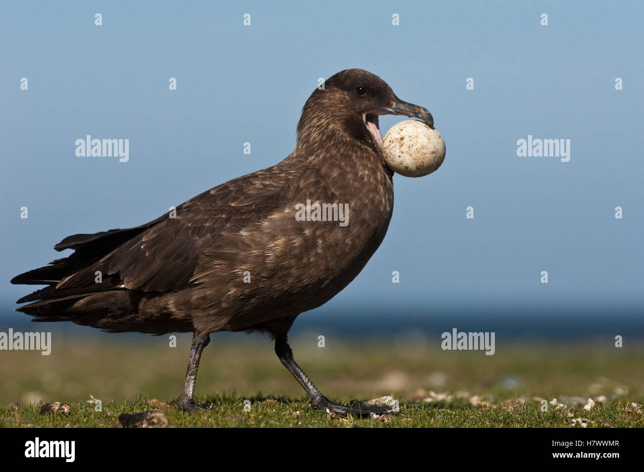 Antarctic Skua (Catharacta antarctica) eating penguin egg, Saunders ...