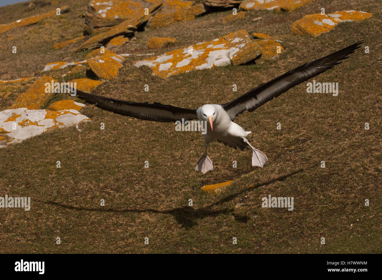 Black-browed Albatross (Thalassarche melanophrys) landing, Saunders ...