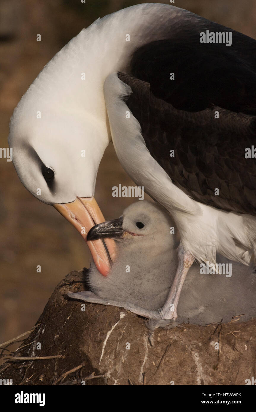 Black-browed Albatross (Thalassarche melanophrys) with chick, Saunders ...