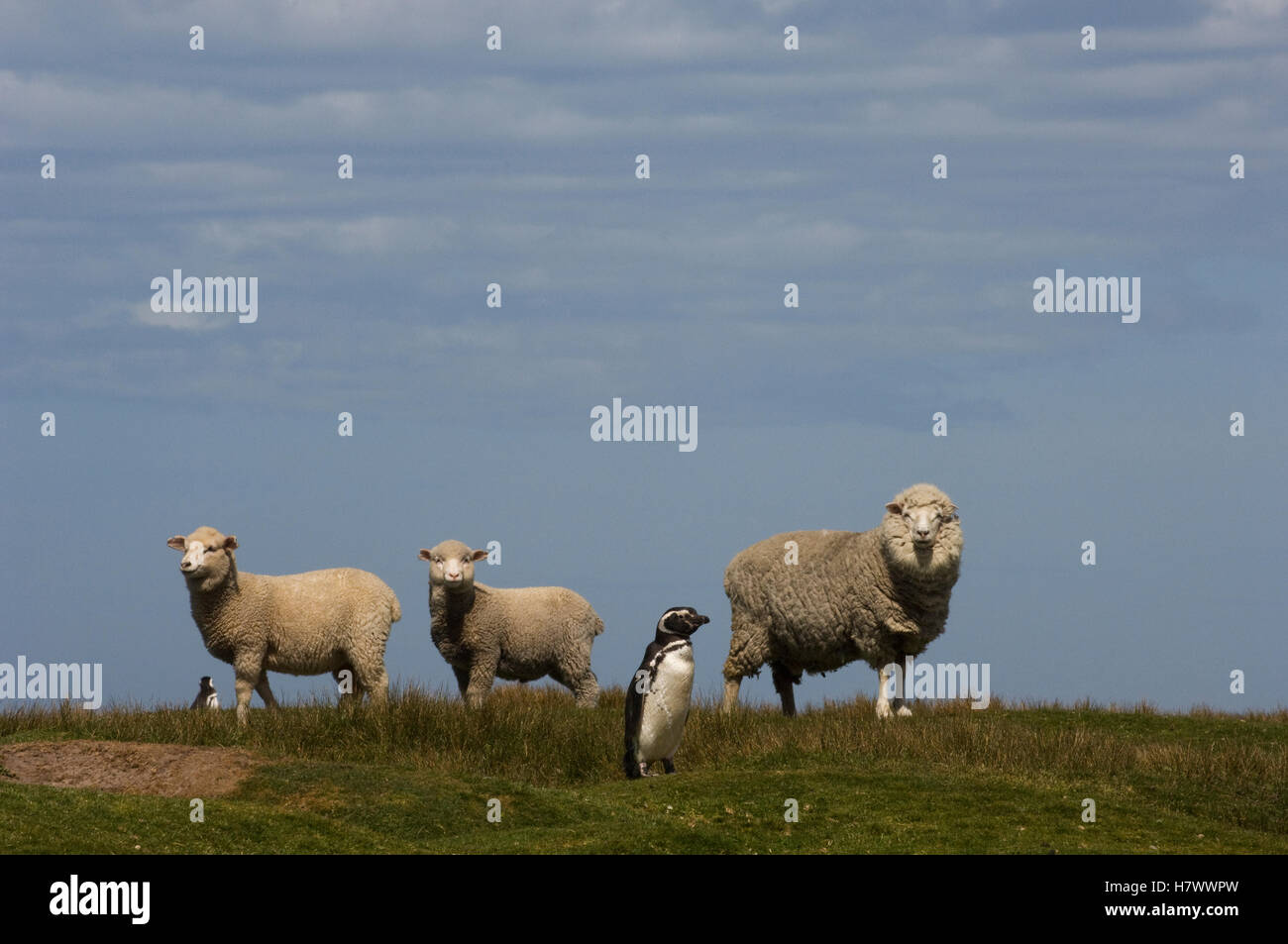 Magellanic Penguin (Spheniscus magellanicus) and Domestic Sheep (Ovis ...