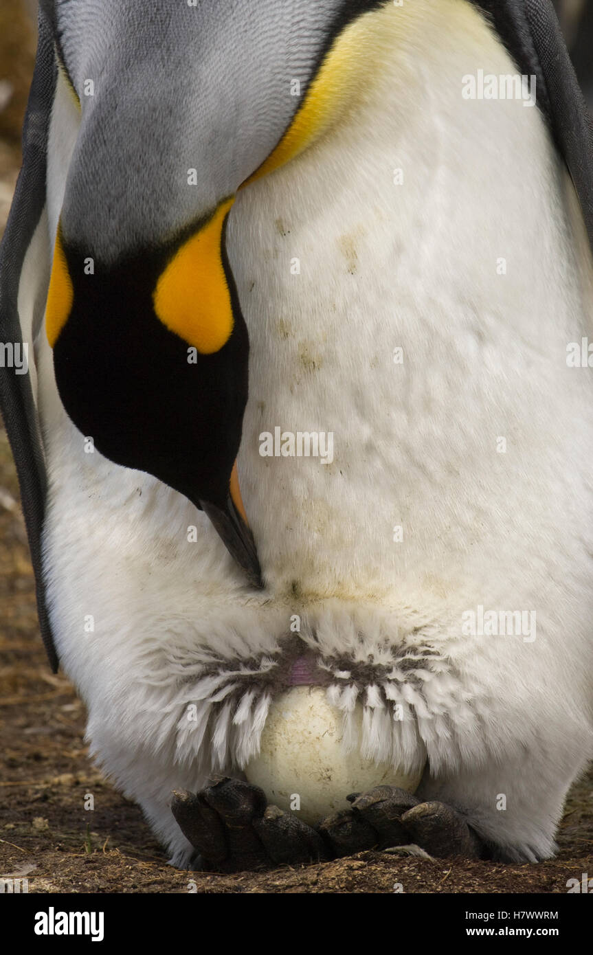 King Penguin (Aptenodytes patagonicus) incubating egg on feet ...
