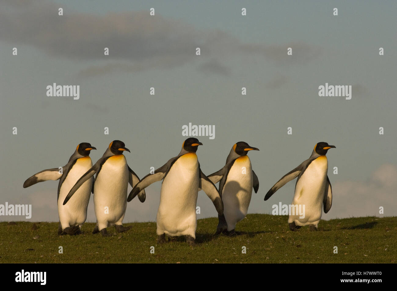 King Penguin (Aptenodytes patagonicus) group walking, Volunteer Point ...