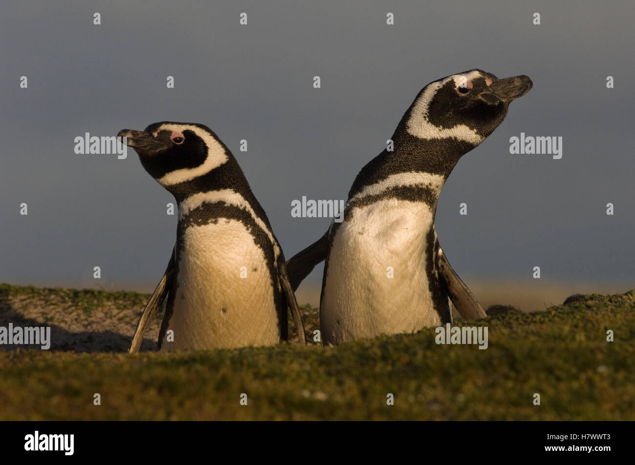 Magellanic Penguin (Spheniscus magellanicus) displaying from burrow ...