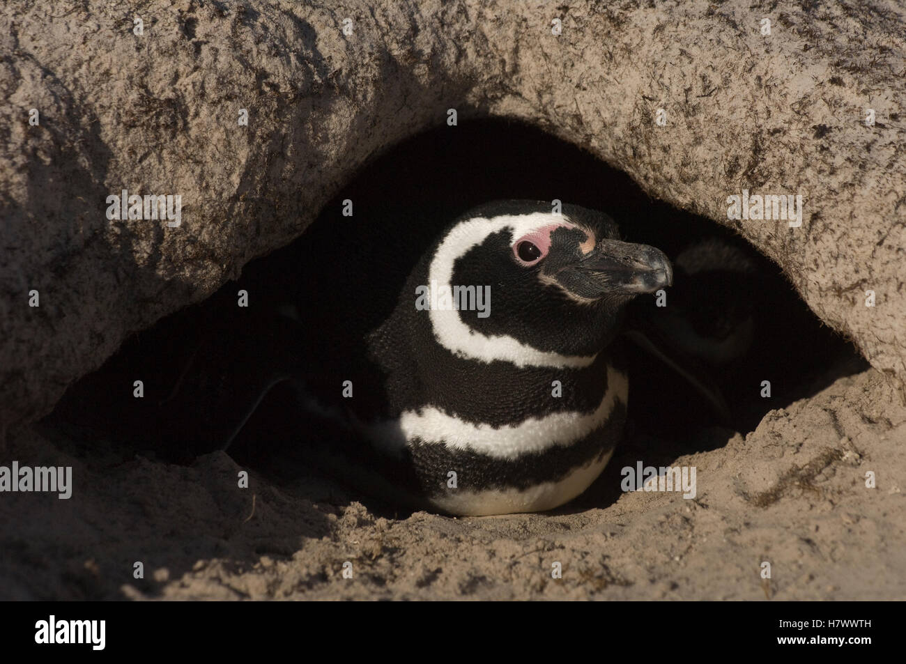 Magellanic Penguin (Spheniscus magellanicus) in burrow, Volunteer Point ...