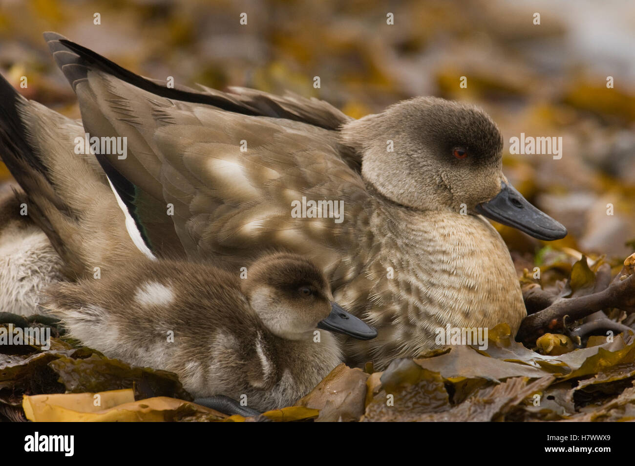 Crested Duck (Lophonetta specularioides) with duckling, Carcass Island ...