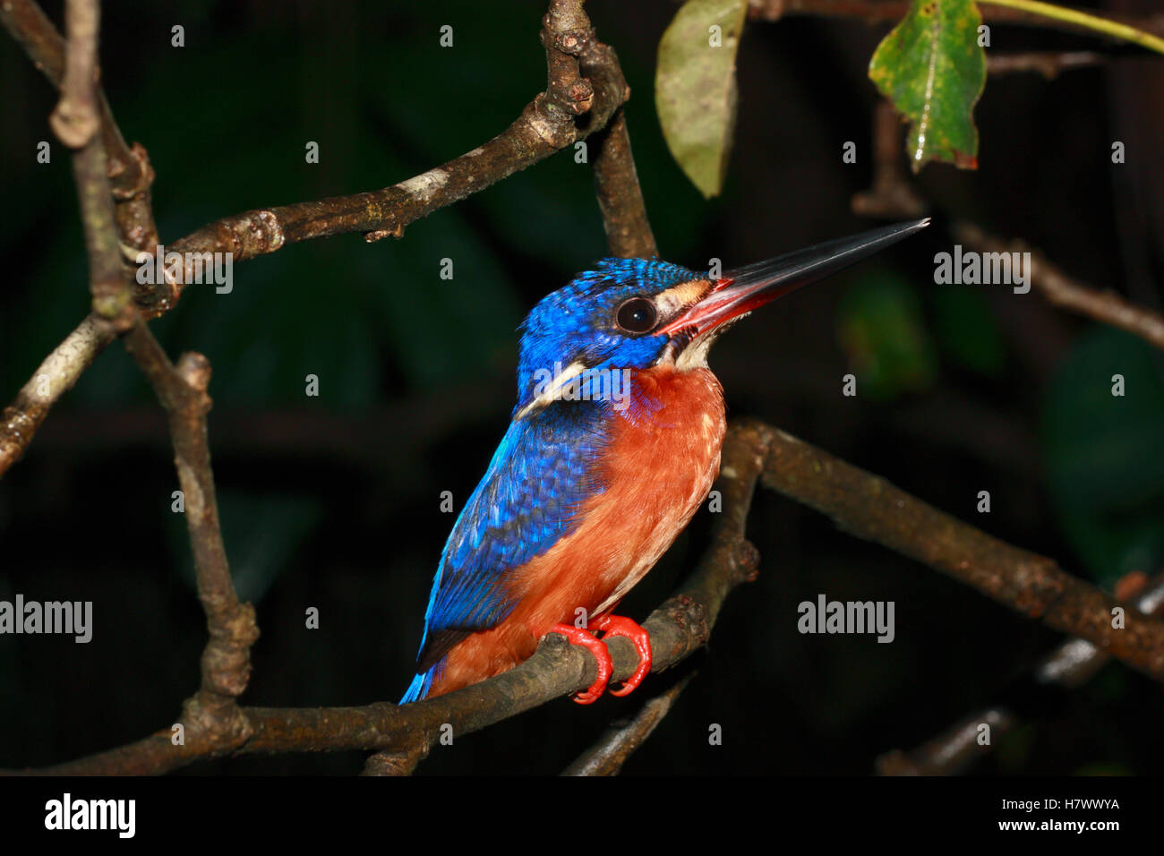 Blue-eared Kingfisher (Alcedo meninting), Borneo, Malaysia Stock Photo ...