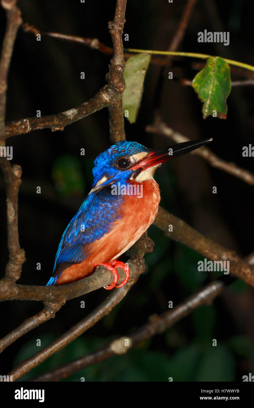Blue-eared Kingfisher (Alcedo meninting), Borneo, Malaysia Stock Photo ...