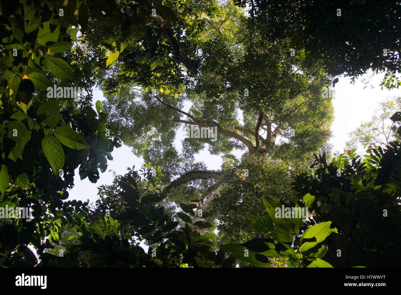 Rainforest canopy showing sunlit leaves, Borneo, Malaysia Stock Photo ...