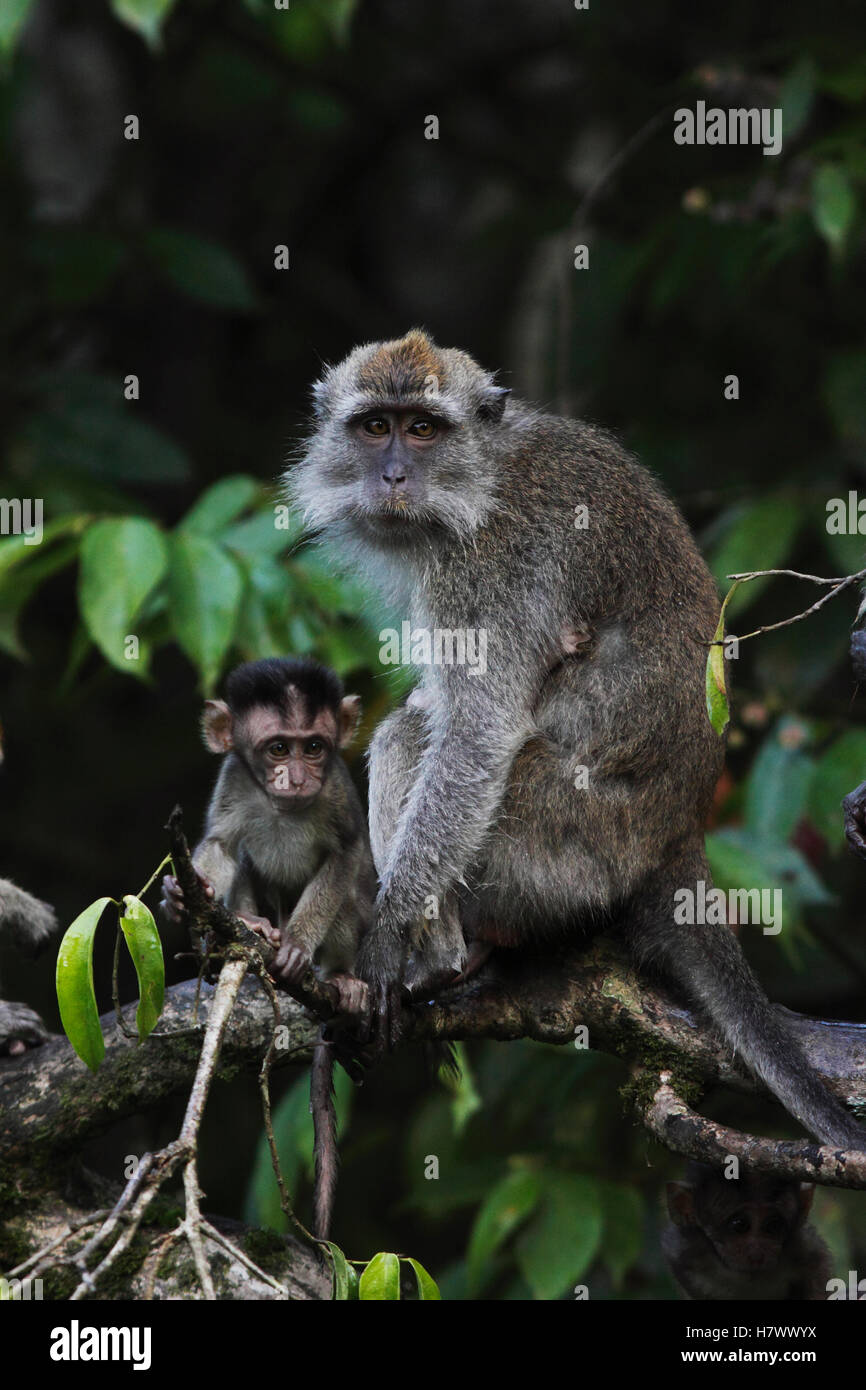 Long-tailed Macaque (Macaca fascicularis) mother and baby, Borneo ...