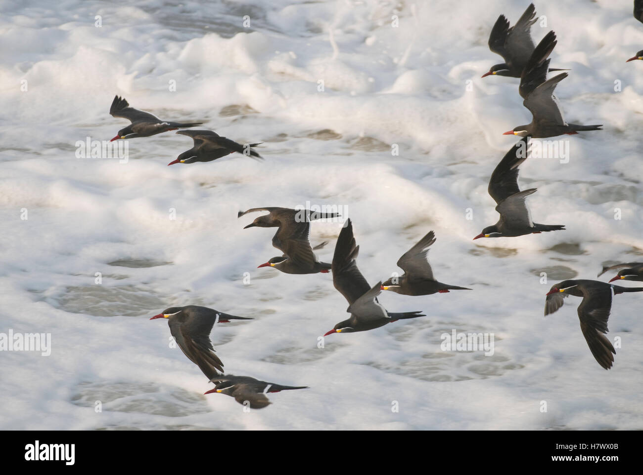 Inca Tern (Larosterna inca) flock flying over ocean, Pucusana, Peru ...