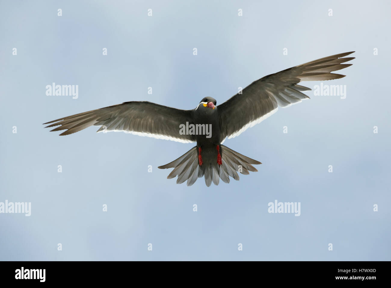 Inca Tern (Larosterna inca) flying, Pucusana, Peru Stock Photo - Alamy