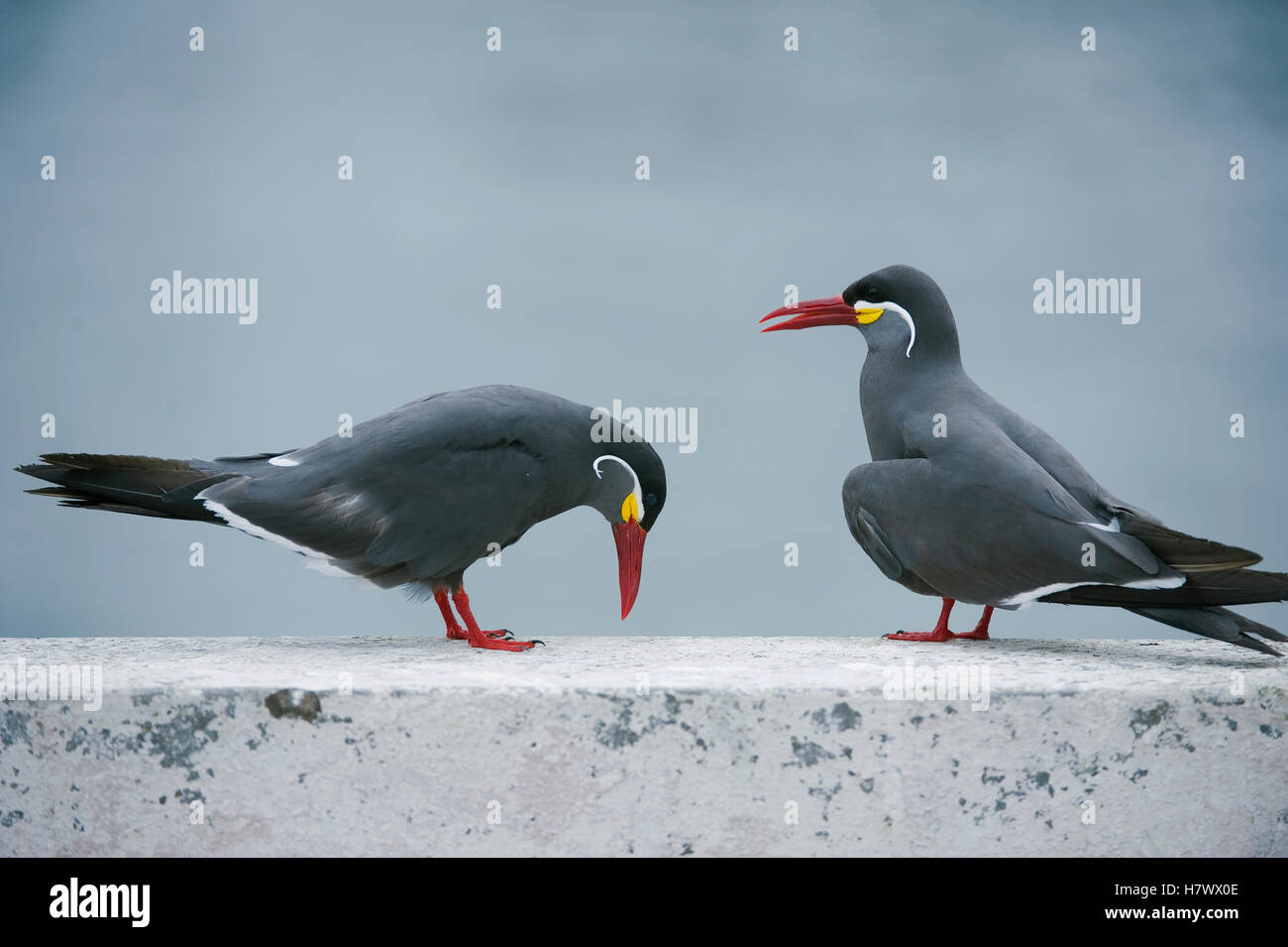 Inca Tern (Larosterna inca) pair courting, Pucusana, Peru Stock Photo ...