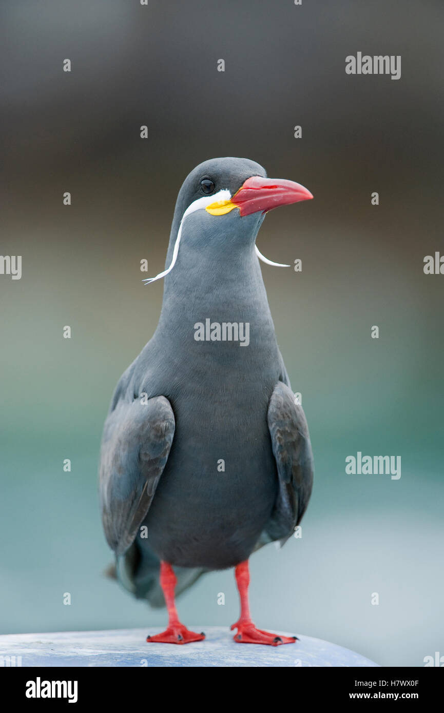 Inca Tern (Larosterna inca) portrait, Pucusana, Peru Stock Photo - Alamy