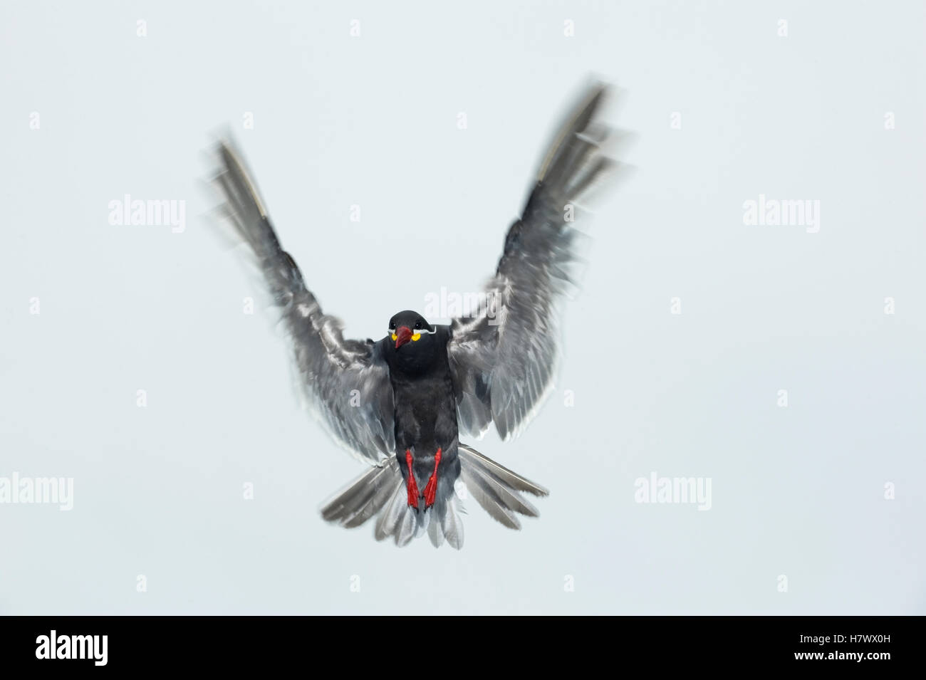 Inca Tern (Larosterna inca) flying, Pucusana, Peru Stock Photo - Alamy