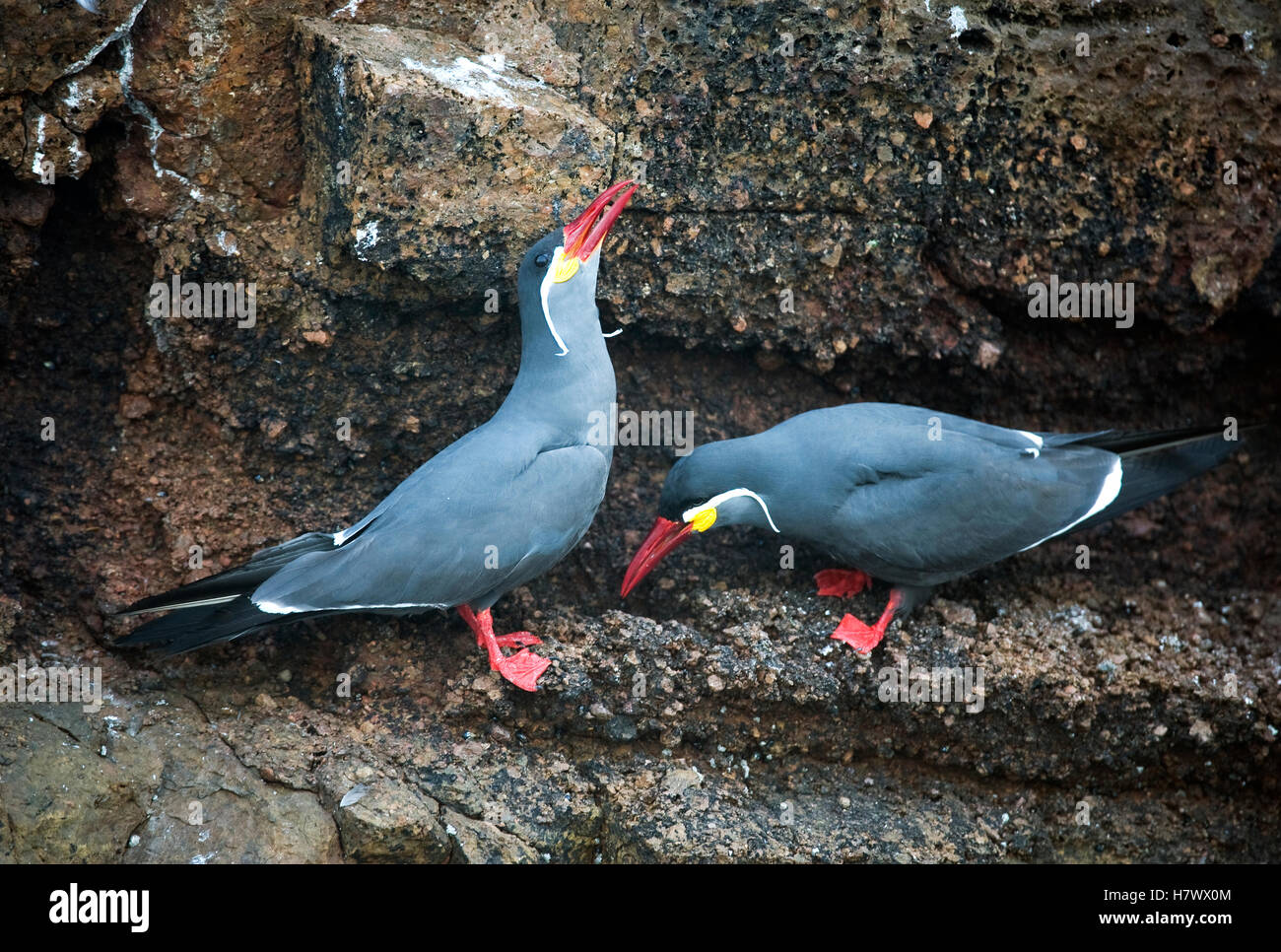 Inca Tern (Larosterna inca) pair courting, Pucusana, Peru Stock Photo ...