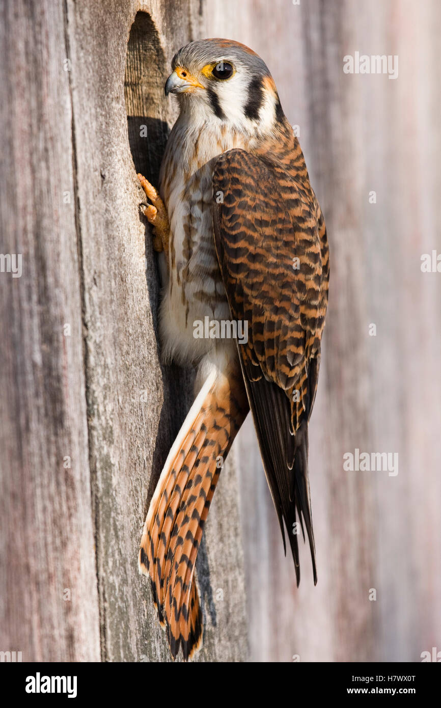 American Kestrel (Falco sparverius) female at nest box, Prairie du ...