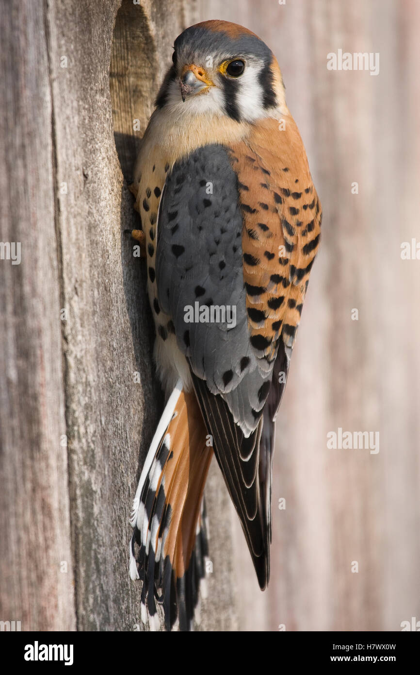 American Kestrel (Falco sparverius) male at nest box, Prairie du Chien ...