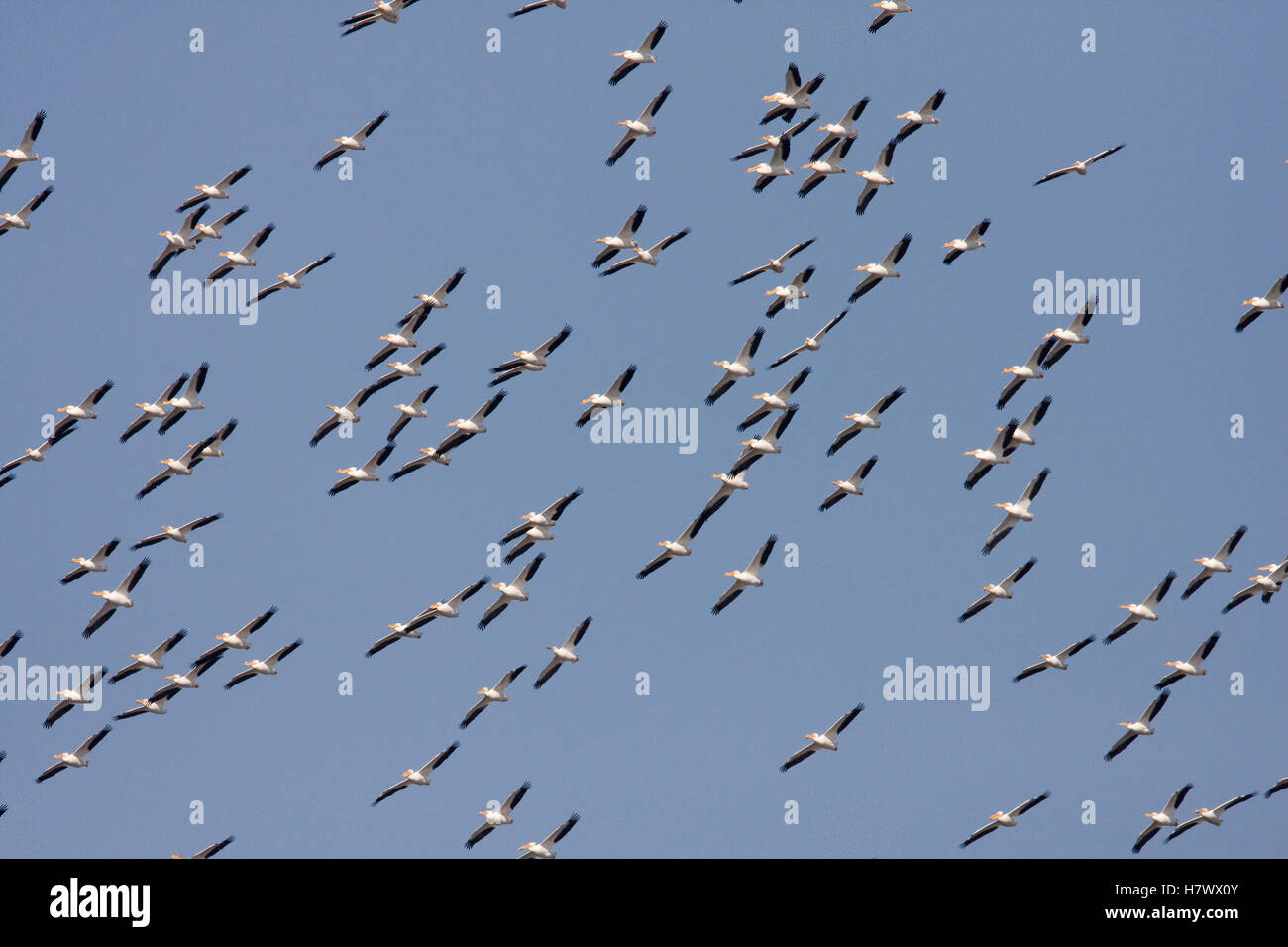 American White Pelican (Pelecanus erythrorhynchos) flock flying, using ...