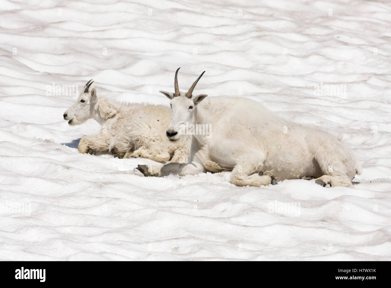 Mountain Goat (Oreamnos americanus) mother and kid cooling off on snow ...