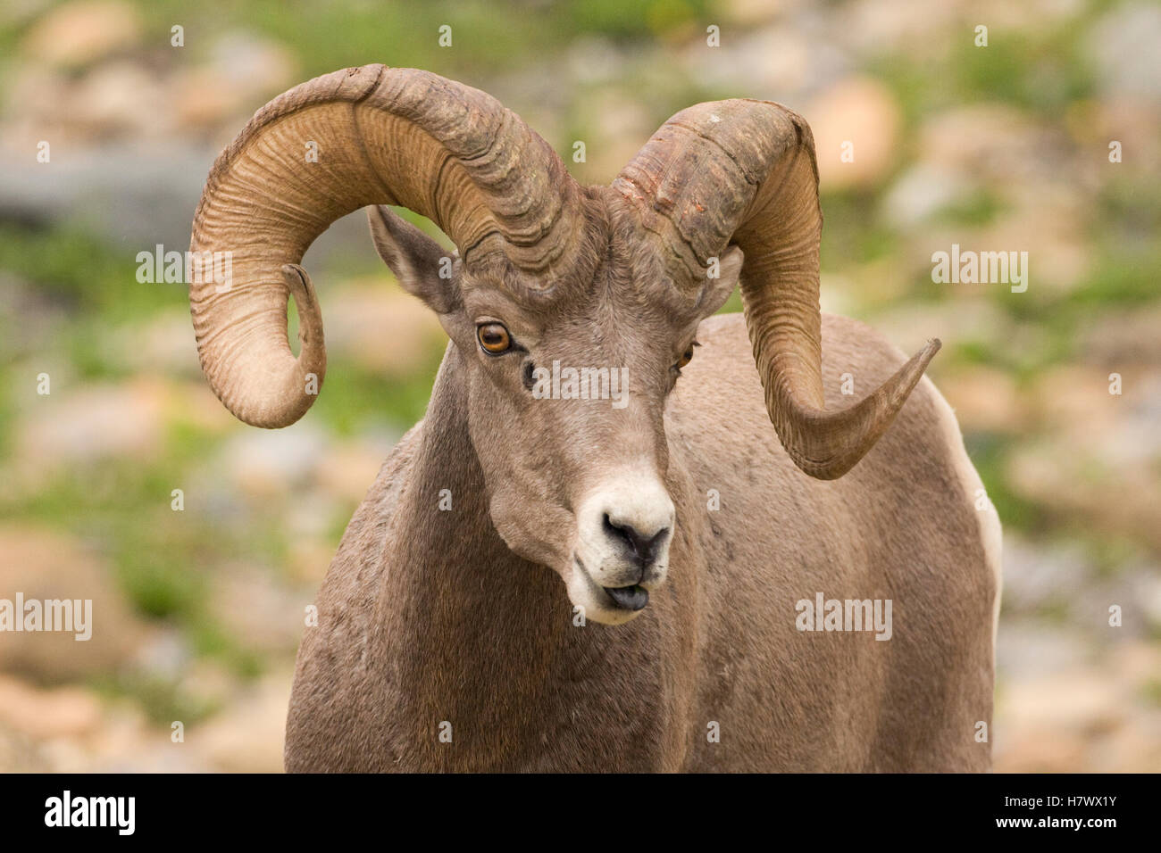 Bighorn Sheep (Ovis canadensis) dominant ram, Glacier National Park, Montana Stock Photo - Alamy