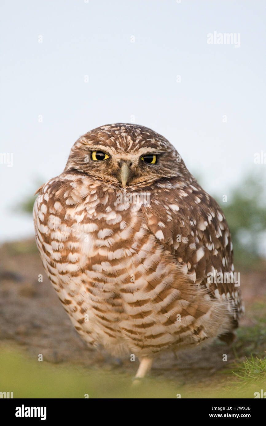 Burrowing Owl (Athene cunicularia) at burrow, Berkeley, San Francisco ...