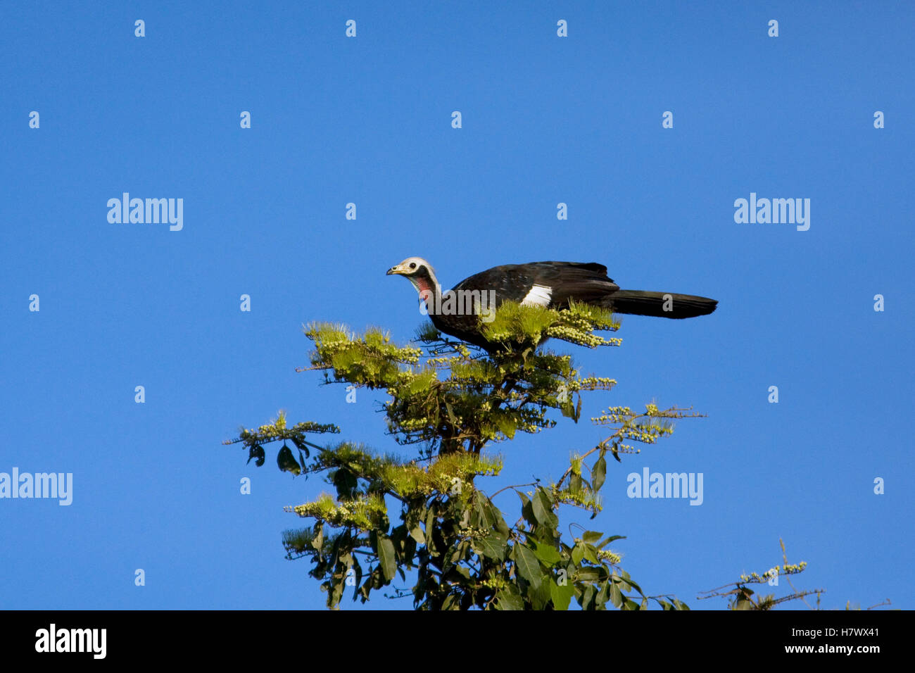 Red-throated Piping-Guan (Pipile cujubi), Pantanal, Brazil Stock Photo ...