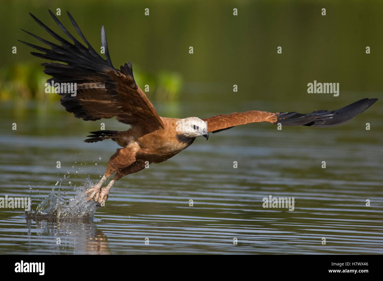 Black-collared Hawk (Busarellus nigricollis) fishing, Pantanal, Brazil ...